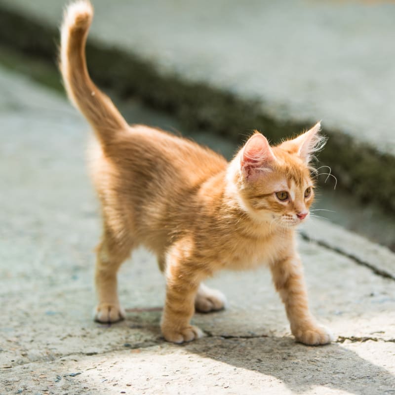 Cat & Dog Vaccinations in Bedford Cat & Dog Vaccinations in Bedford